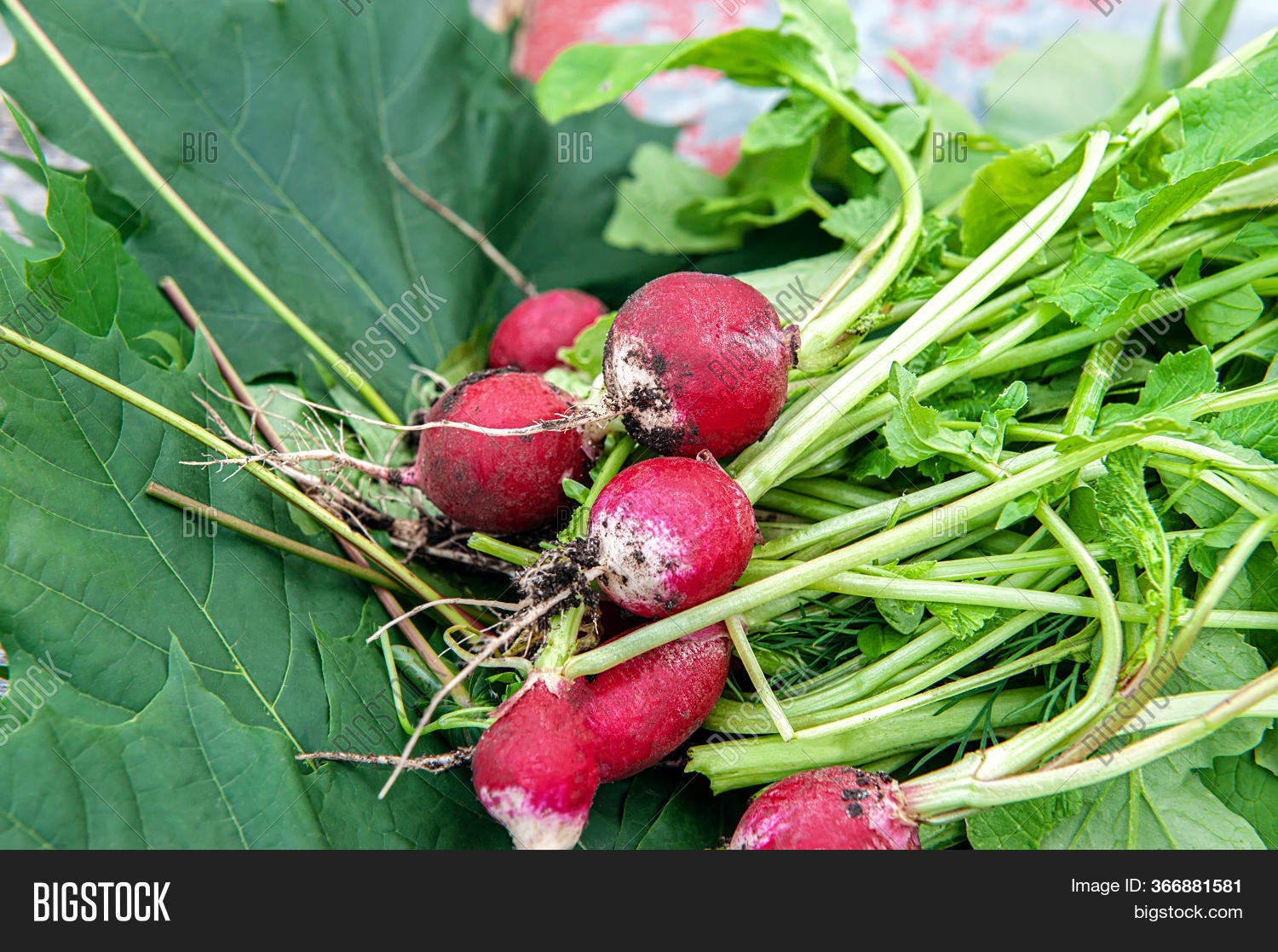 Fresh Small Radish Image & Photo (Free Trial) | Bigstock