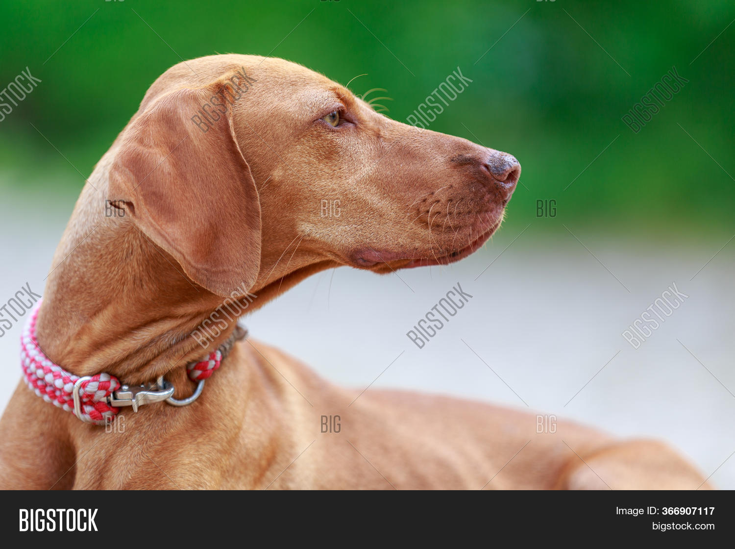 Portrait Young Magyar Image & Photo (Free Trial) | Bigstock