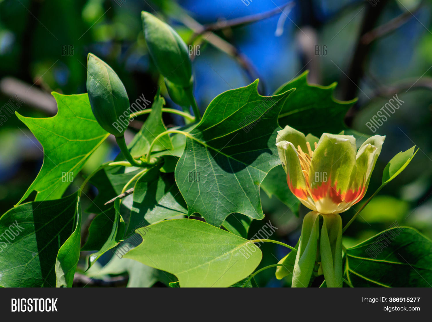 Flowering Tulip Tree ( Image & Photo (Free Trial) | Bigstock