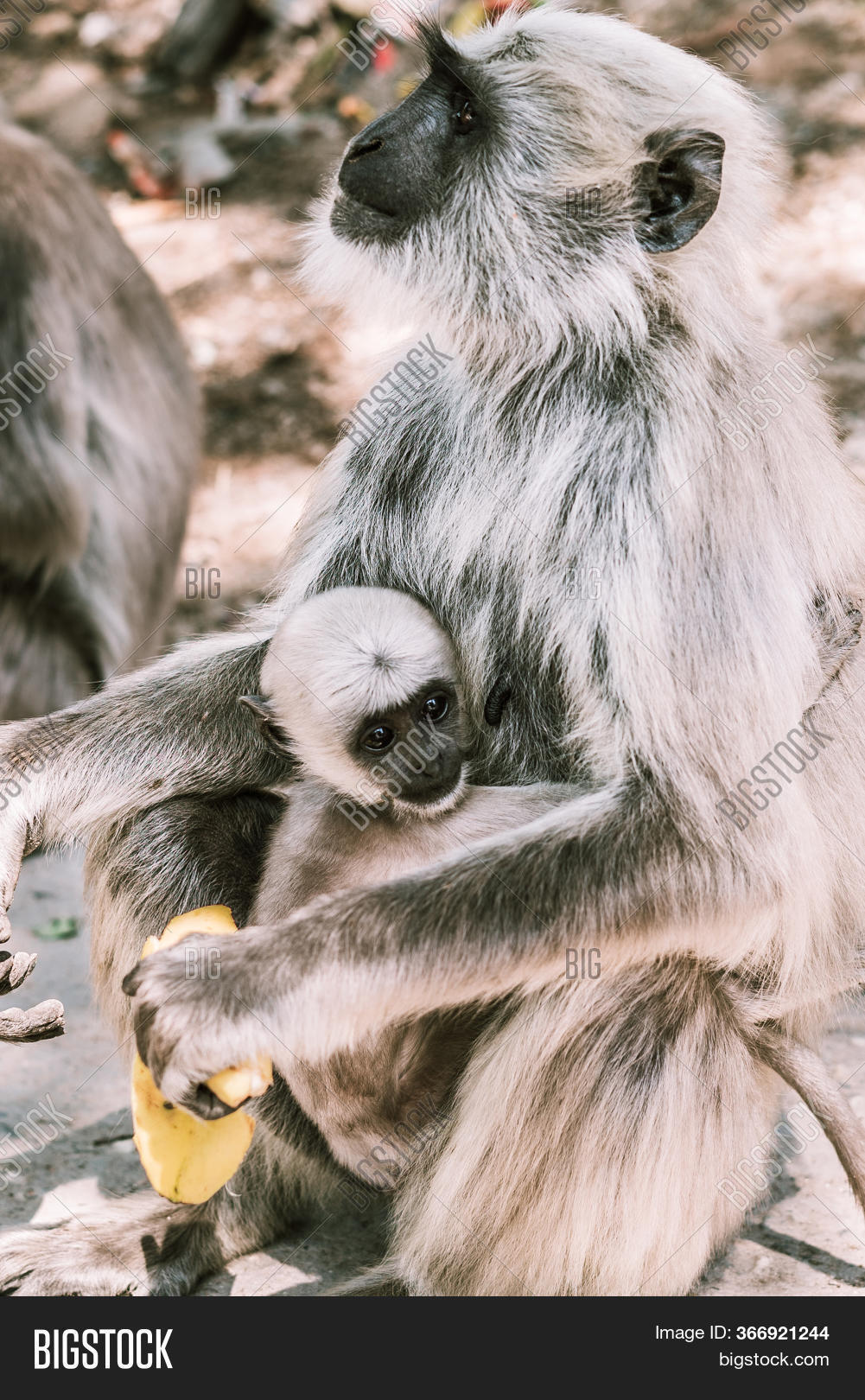 Big Gray Monkey Small Image & Photo (Free Trial) | Bigstock