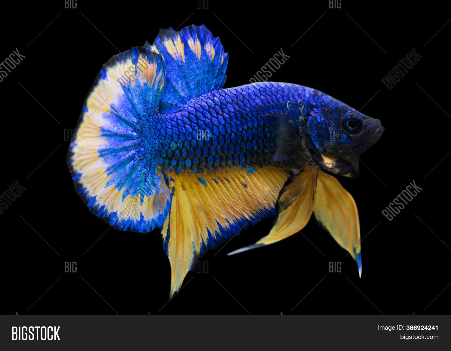 Halfmoon Plakat / Betta Hellboy Halfmoon Plakat Hmpk Male Or Plakat ...