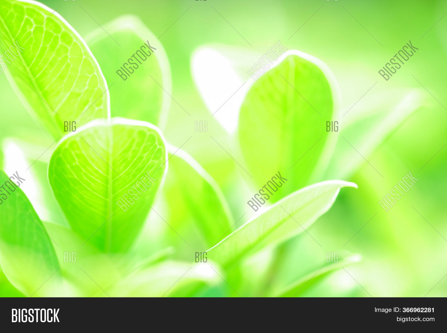 Fresh Green Leaf Image & Photo (Free Trial) | Bigstock