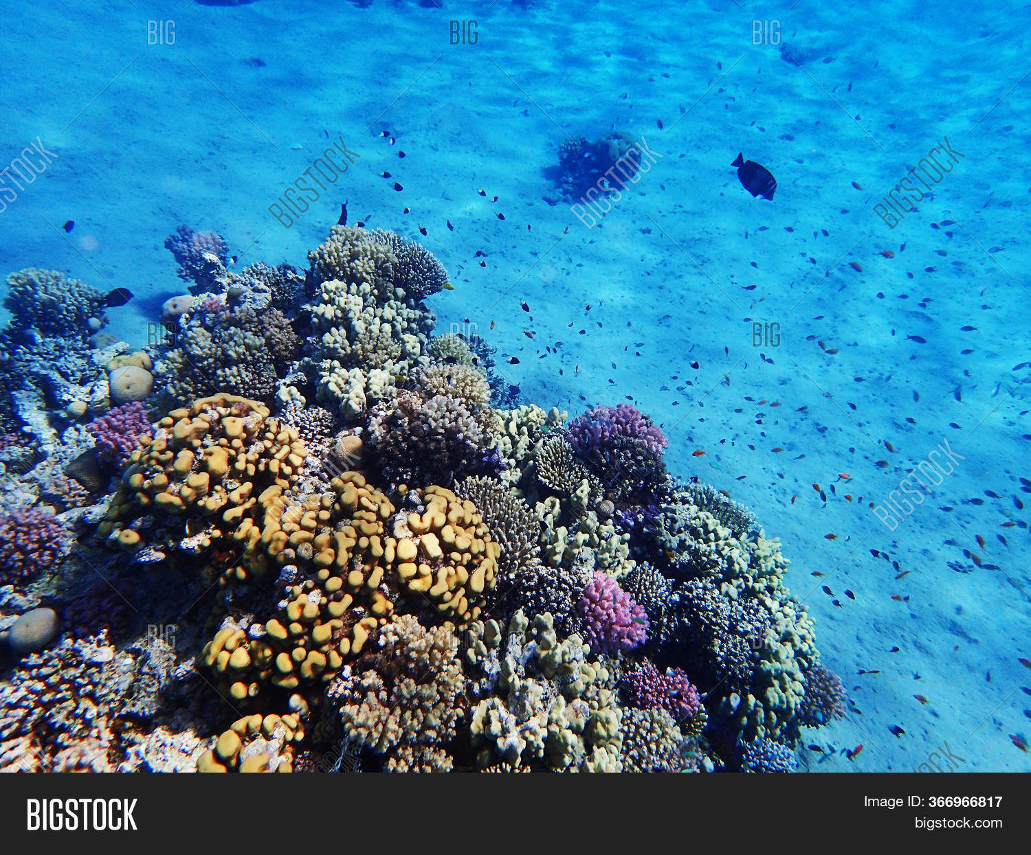 Coral Reef Egypt Image & Photo (Free Trial) | Bigstock