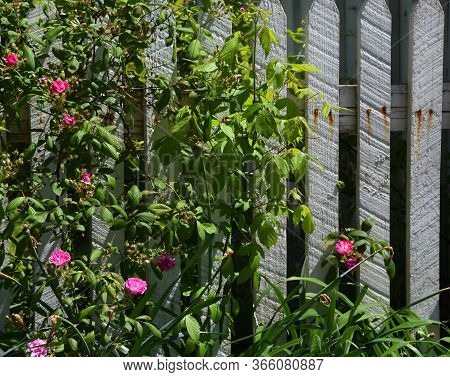 Pink Roses Grow Tangle Image & Photo (Free Trial) | Bigstock