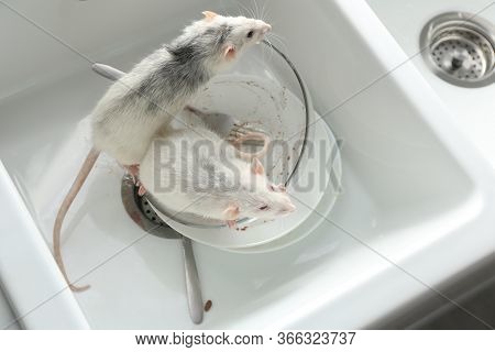 Rats Dirty Dishes Image & Photo (Free Trial) | Bigstock
