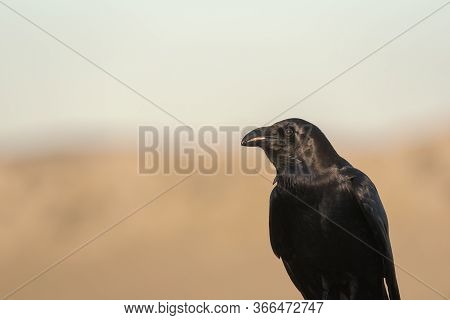 Ravens Images, Illustrations & Vectors (Free) - Bigstock