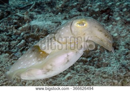 Light Cuttlefish Image & Photo (Free Trial) | Bigstock