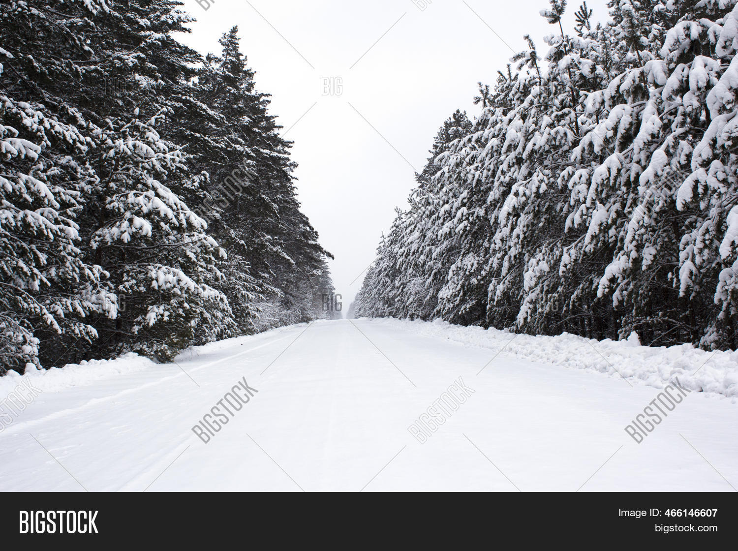 Long White Road Forest Image & Photo (Free Trial) | Bigstock