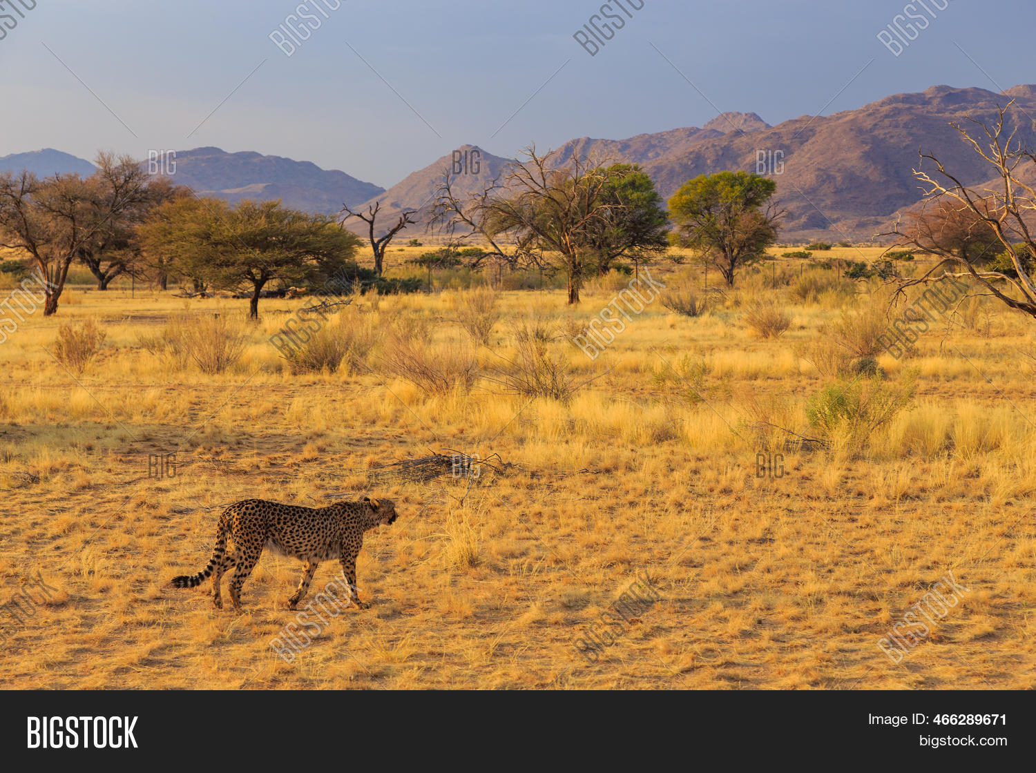 Cheetahs Namibian Image & Photo (Free Trial) | Bigstock