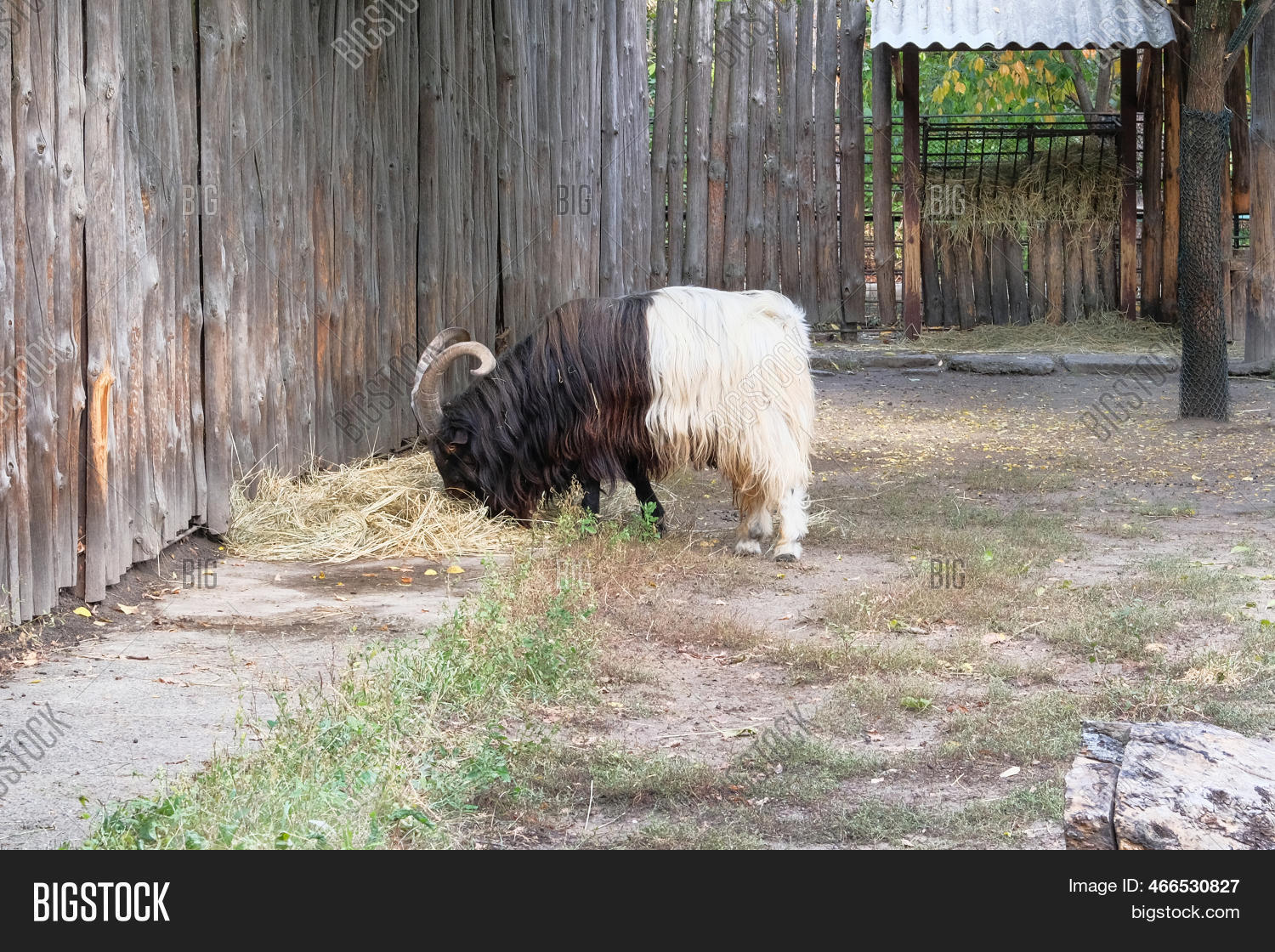 Goat Eat Hay Zoo. Image & Photo (Free Trial) | Bigstock