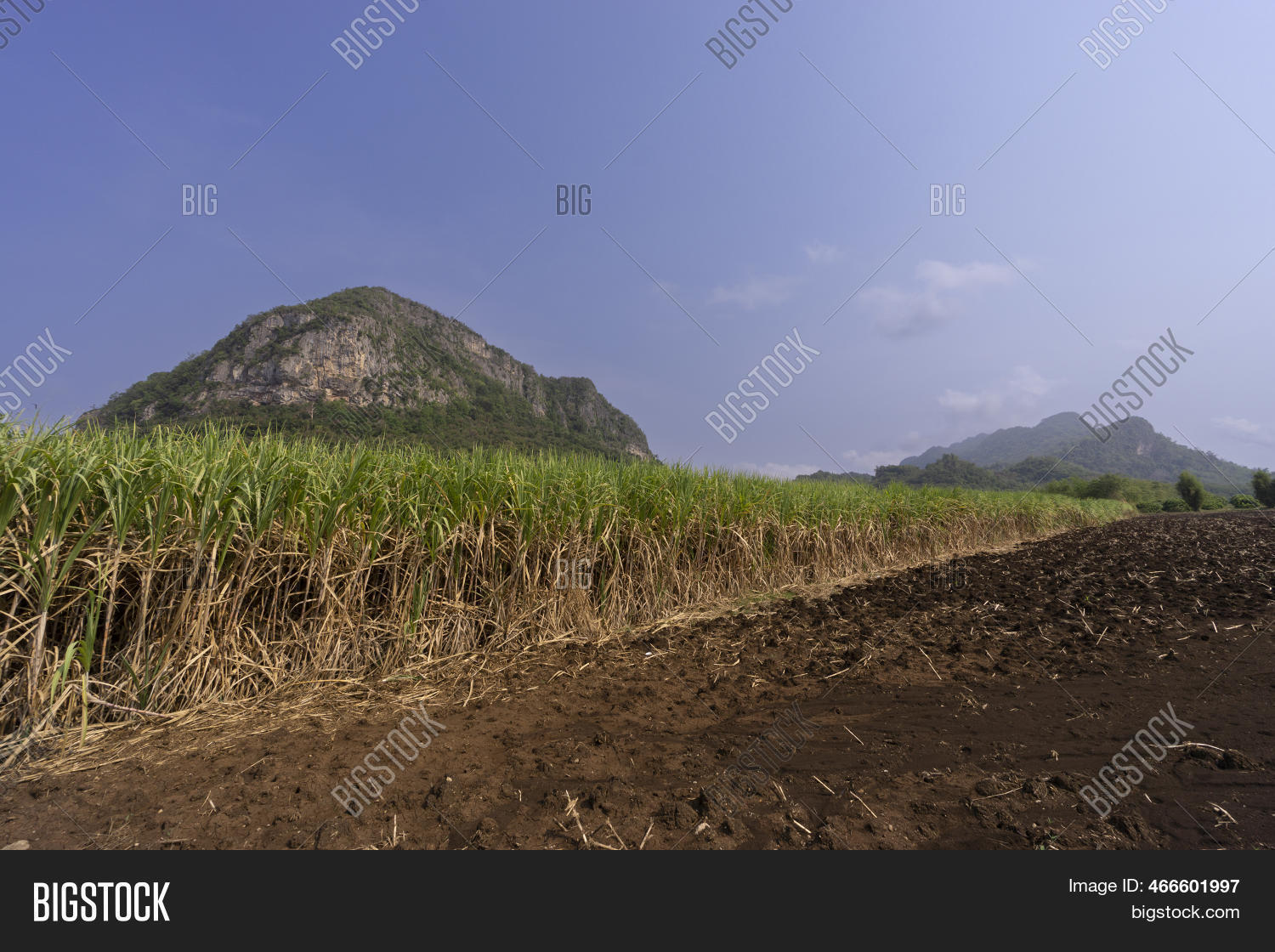 Sugar Cane Growing Image & Photo (Free Trial) | Bigstock