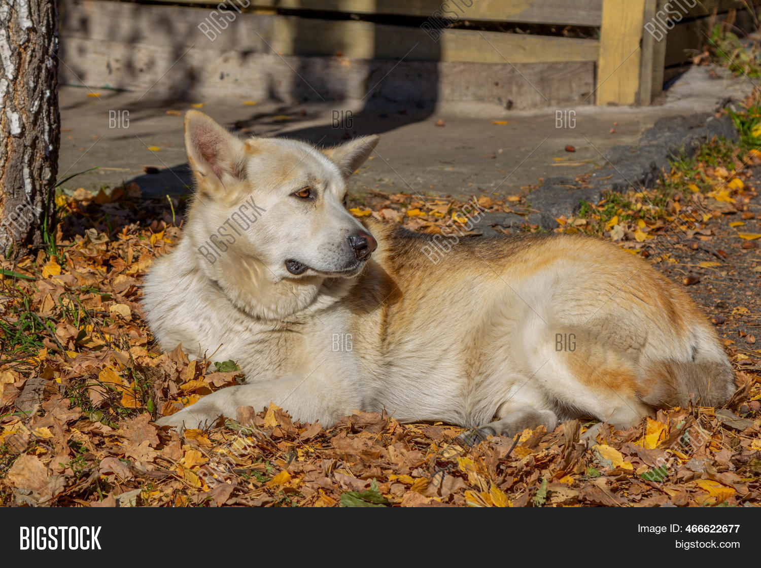 Cute Stray Dog Golden Image & Photo (Free Trial) | Bigstock