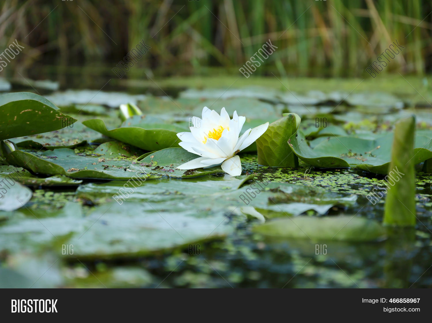 White Lotus Lily Image & Photo (Free Trial) | Bigstock