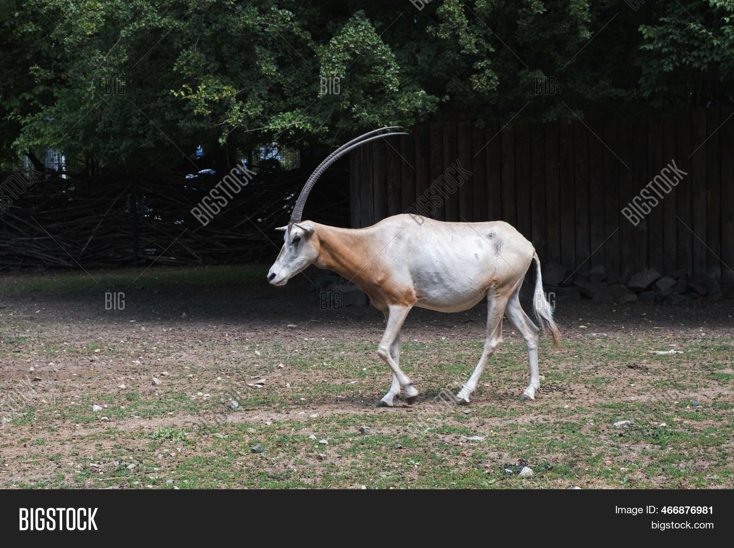 Saharan Oryx Outdoor Image & Photo (Free Trial) | Bigstock