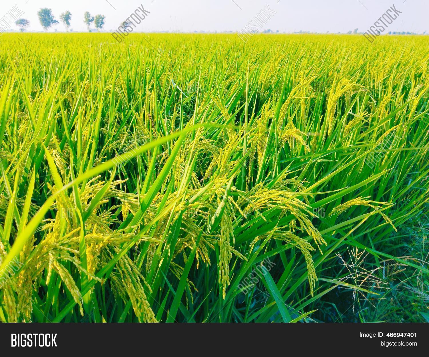 Rice Cop Farm Field Image & Photo (Free Trial) | Bigstock