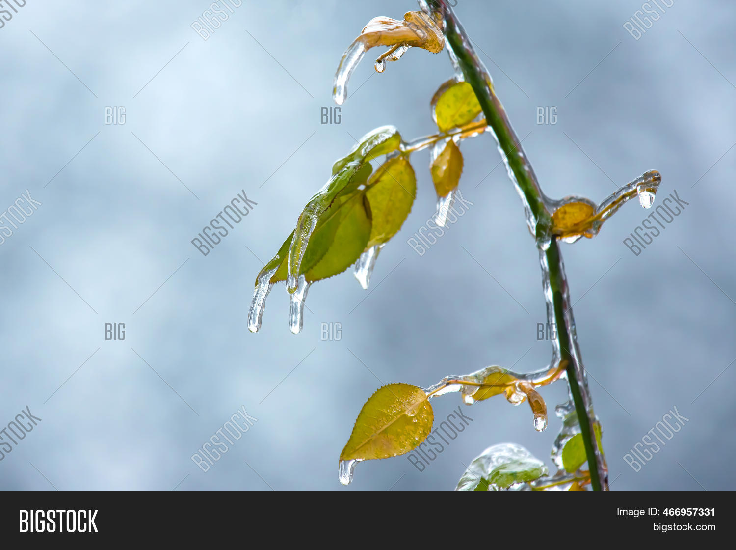 Icicles On Icy Image & Photo (Free Trial) | Bigstock