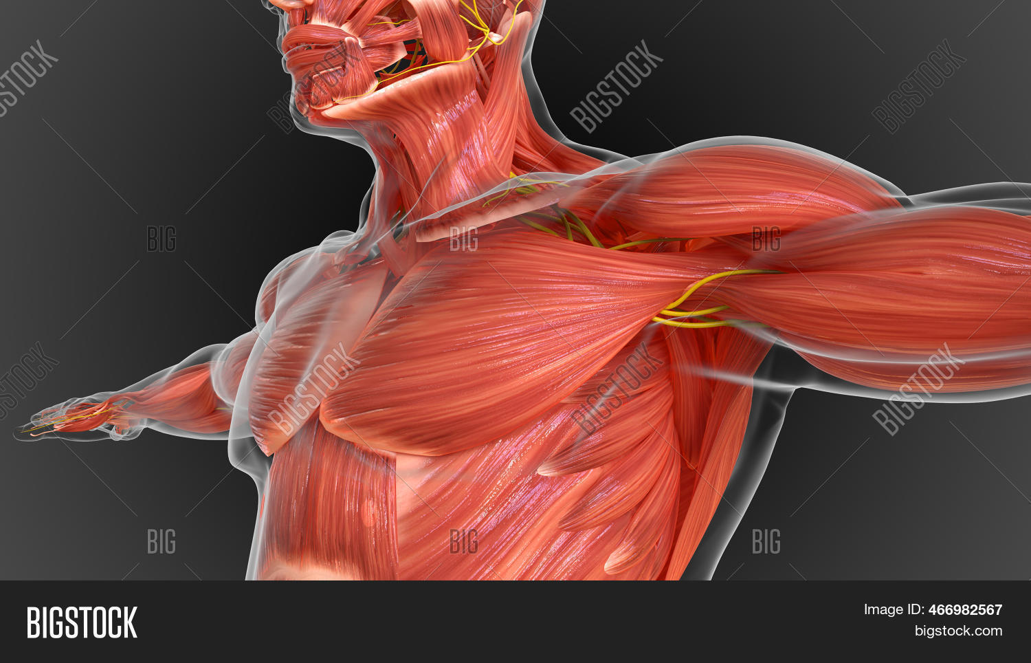 Muscular System Organ Image & Photo (Free Trial) | Bigstock
