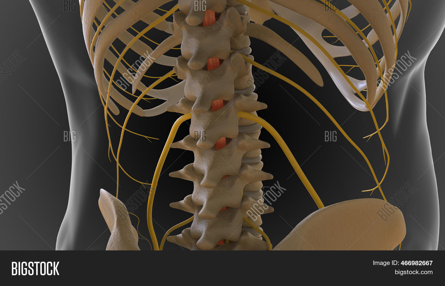 Bony Skeleton Divided Image & Photo (Free Trial) | Bigstock