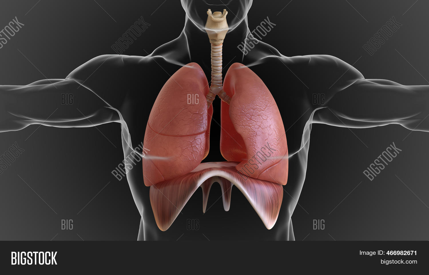 Human Lungs Image & Photo (Free Trial) | Bigstock