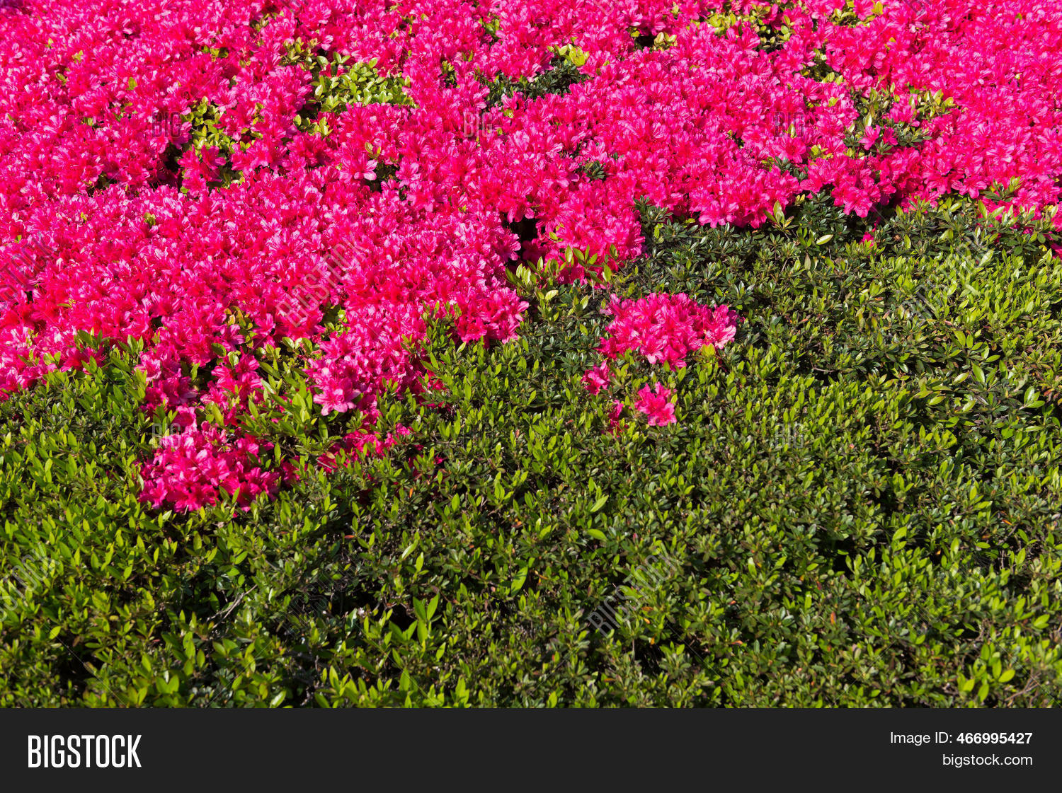 Red Flowers Plant Tomb Image & Photo (Free Trial) | Bigstock