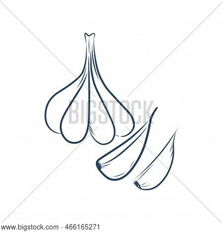 Garlic Bulb Allium Vector & Photo (Free Trial) | Bigstock