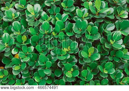 Ficus Annulata Nature Image & Photo (Free Trial) | Bigstock