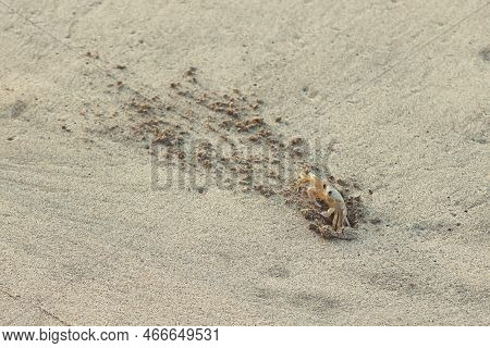 Crab Digging Burrow On Image & Photo (Free Trial) | Bigstock