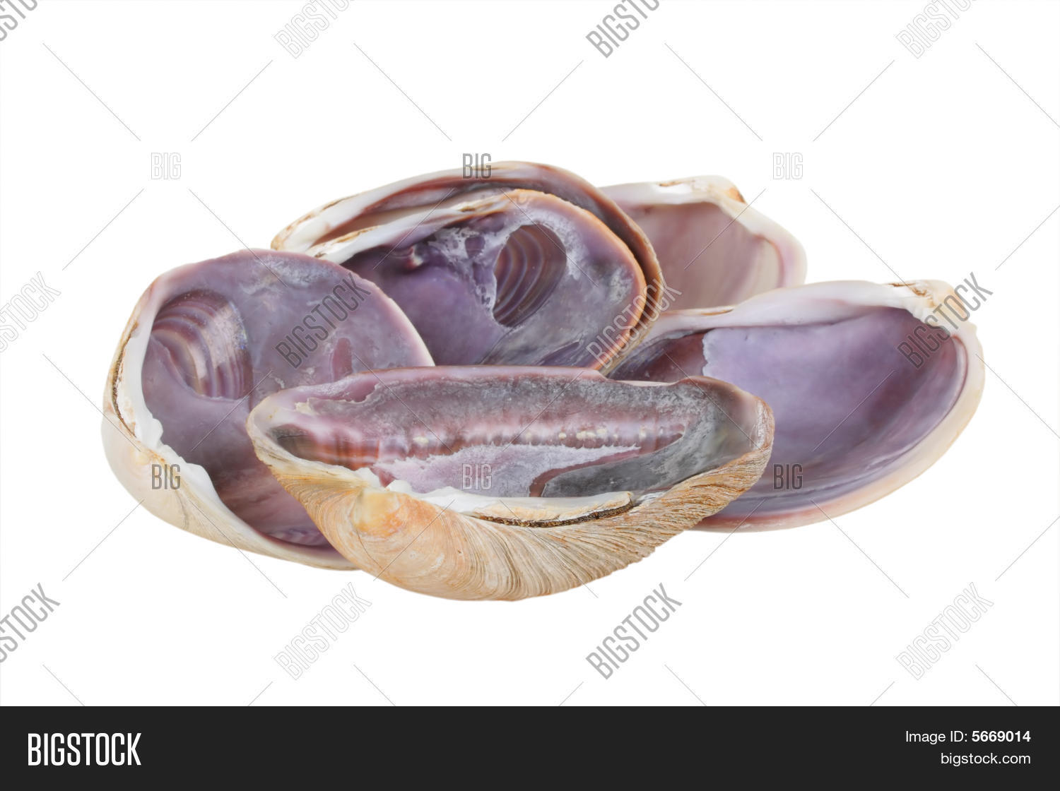Aquatic Mollusk Shells Image & Photo (Free Trial) | Bigstock