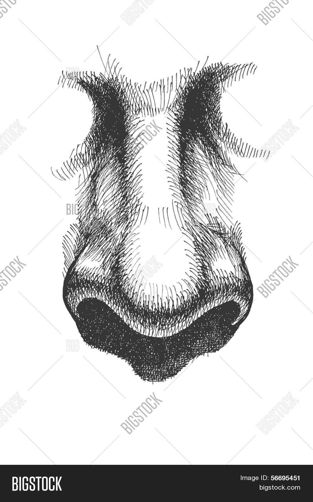 Nose - Vector Vector & Photo (Free Trial) | Bigstock