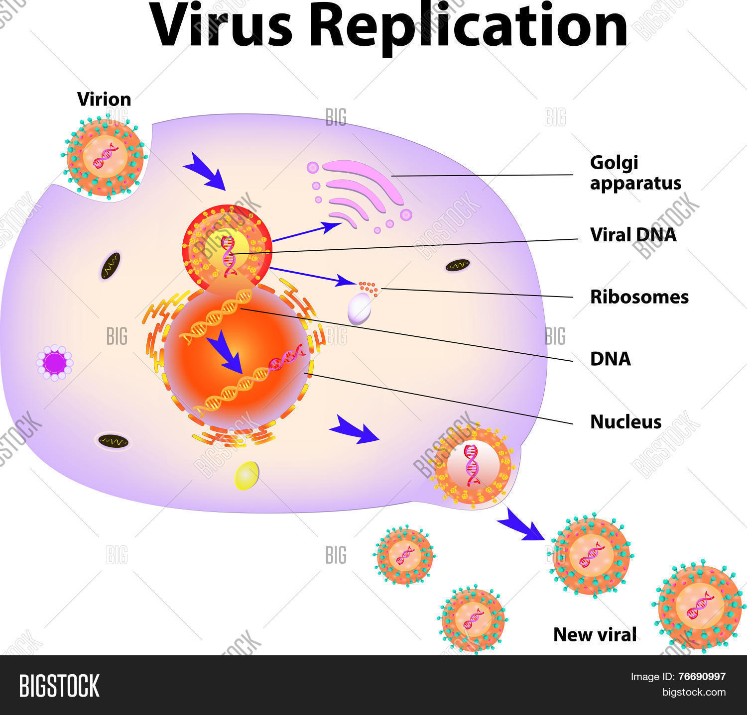 Virus Replication