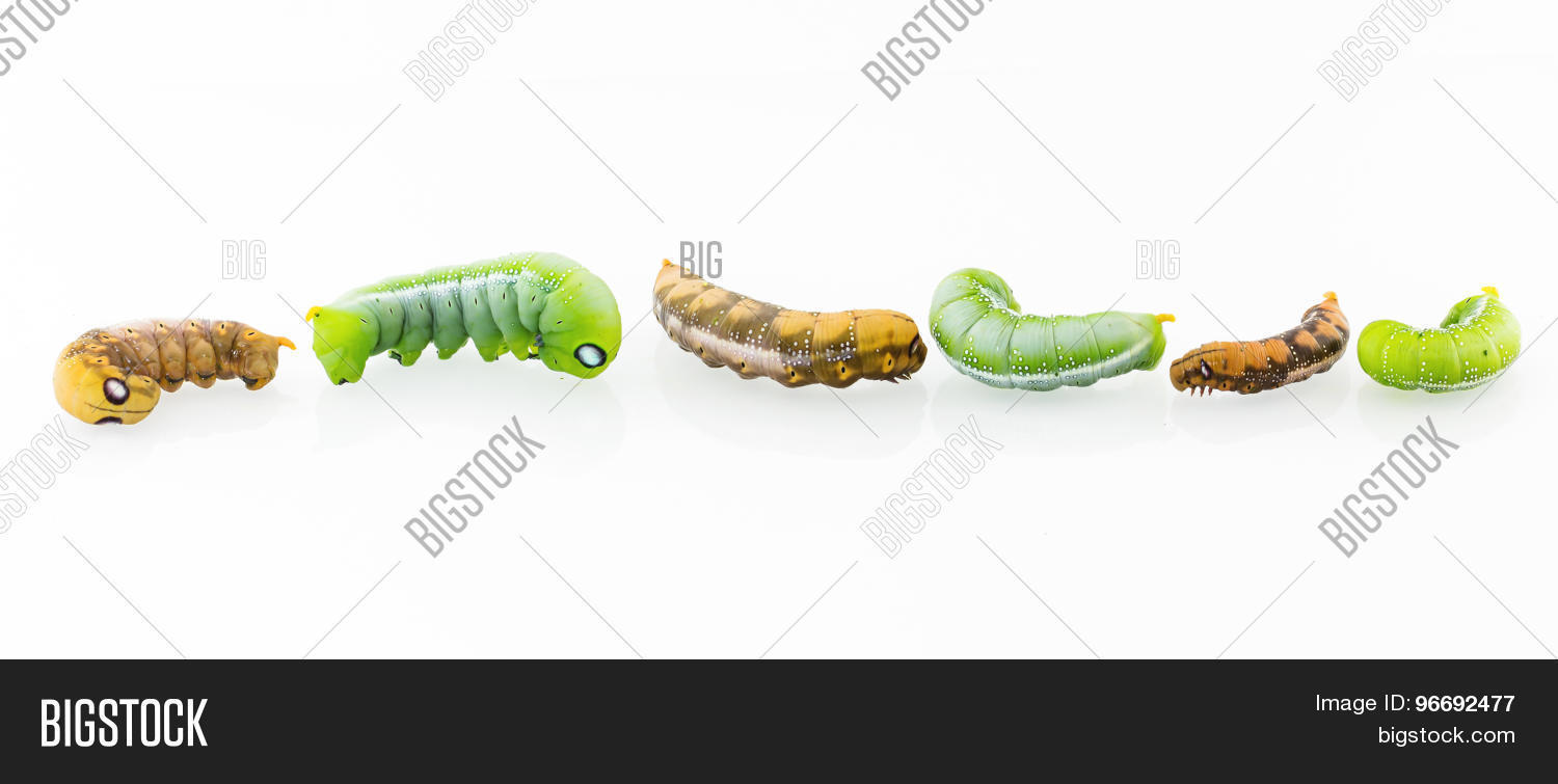 Collection Six Worms Image & Photo (Free Trial) | Bigstock
