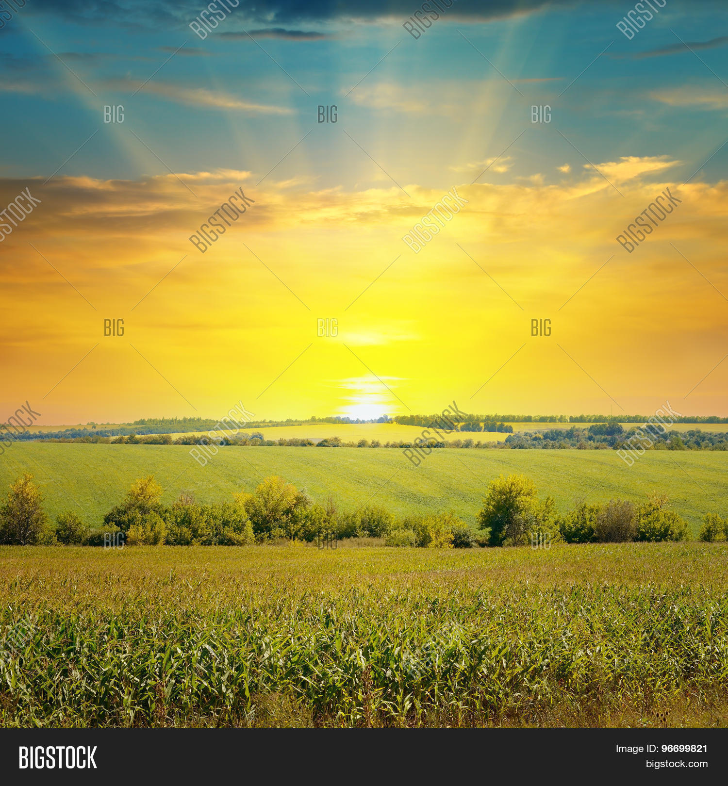 Corn Field Sunrise On Image & Photo (Free Trial) | Bigstock