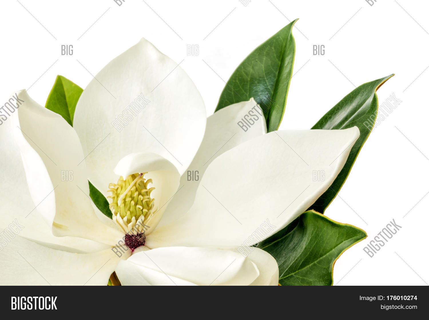 Single Magnolia Flower Image & Photo (Free Trial) | Bigstock