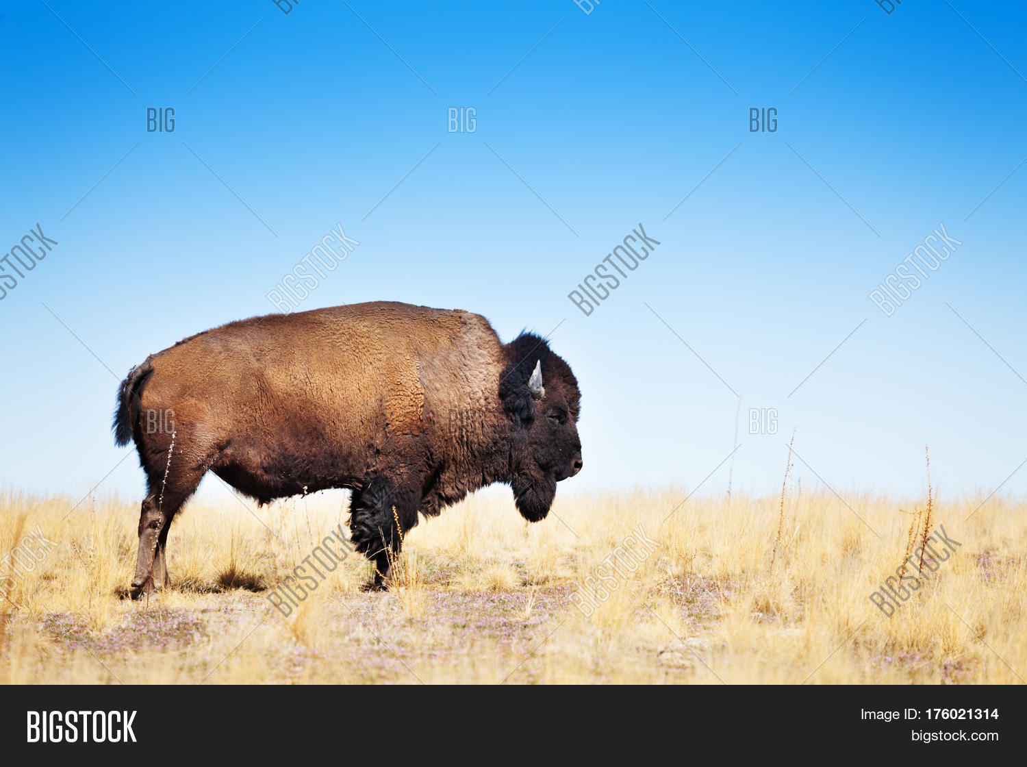 Side View Portrait Image & Photo (Free Trial) | Bigstock