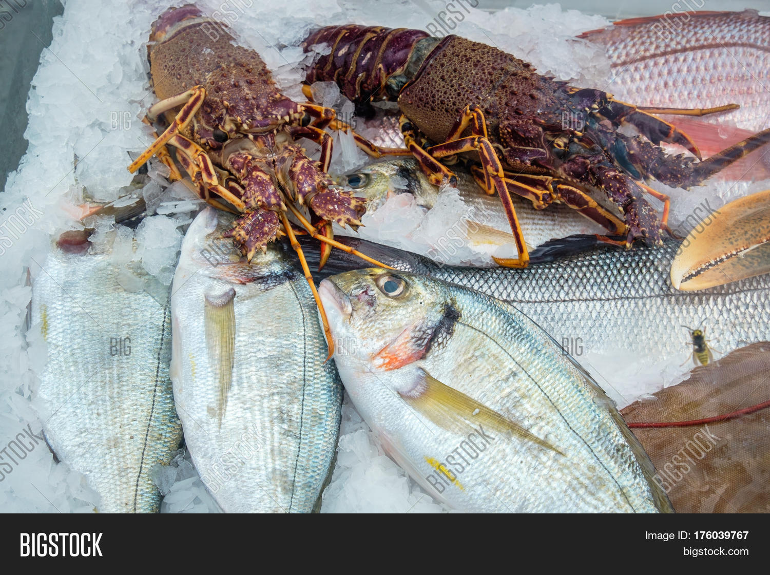 Display Fresh Fish Image & Photo (Free Trial) | Bigstock