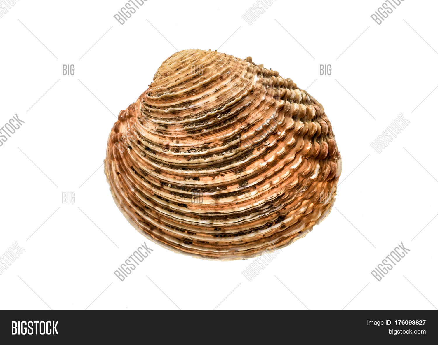 Fresh Warty Venus Clam Image & Photo (Free Trial) | Bigstock
