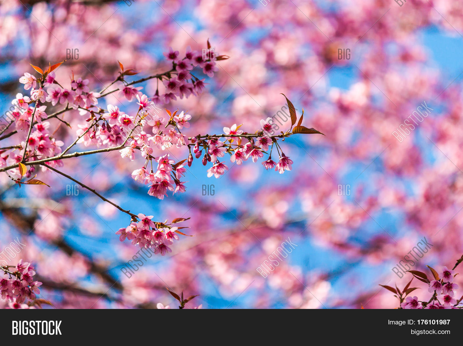 Cherry Blossoms Sakura Image & Photo (Free Trial) | Bigstock