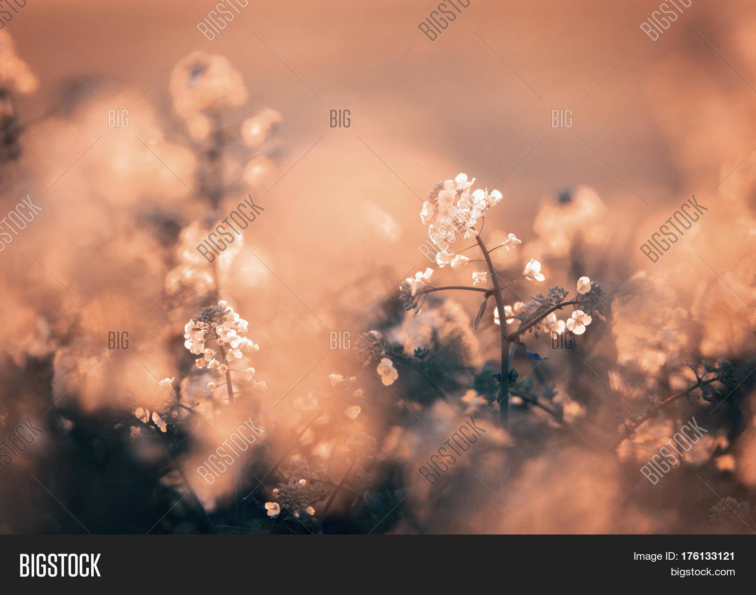 Rapeseed Flowers On Image & Photo (Free Trial) | Bigstock