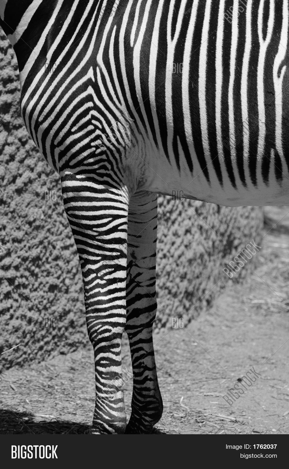 Grevy'S Zebra Leg Image & Photo (Free Trial) | Bigstock