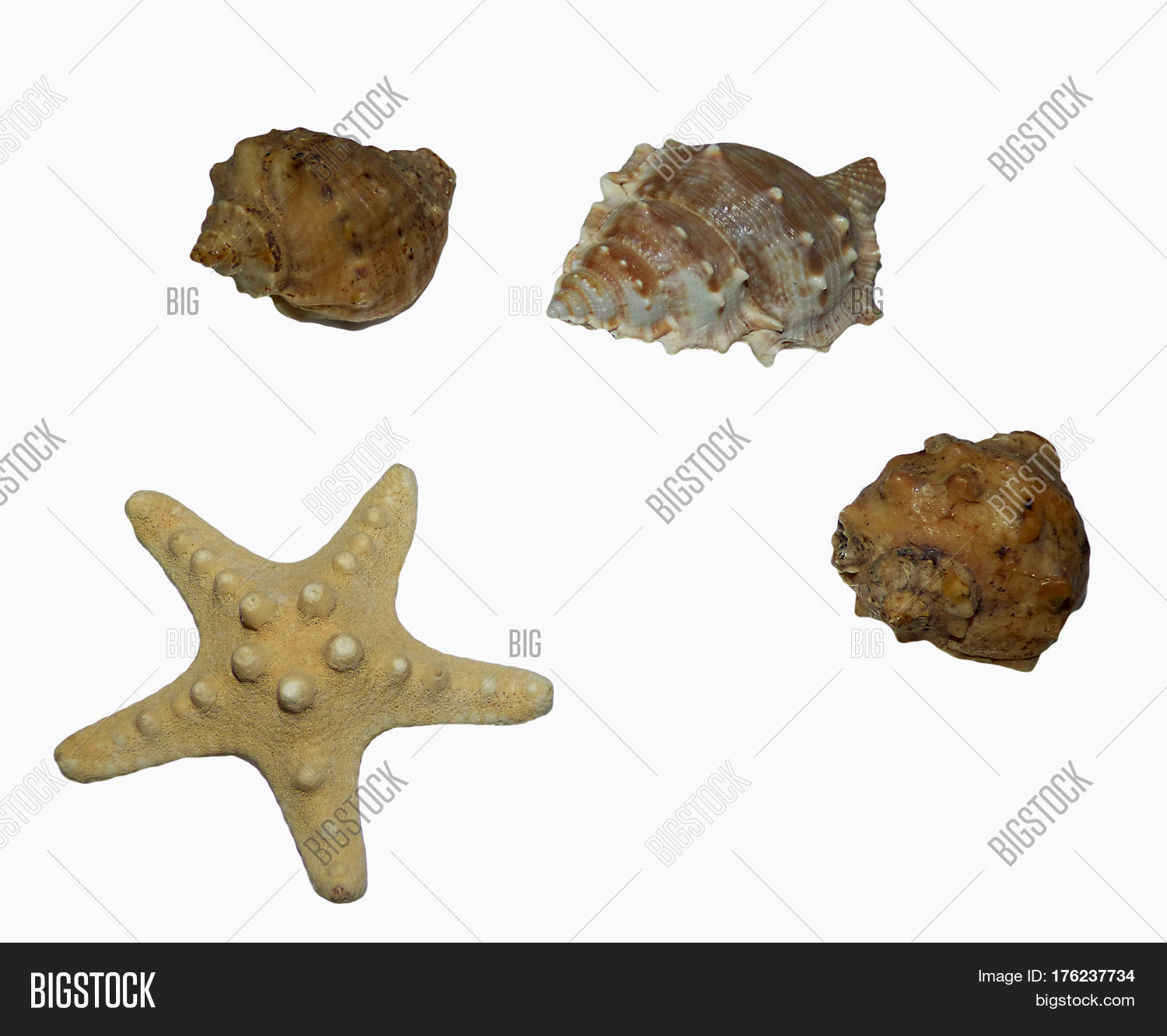Decorative Shells Image & Photo (Free Trial) | Bigstock