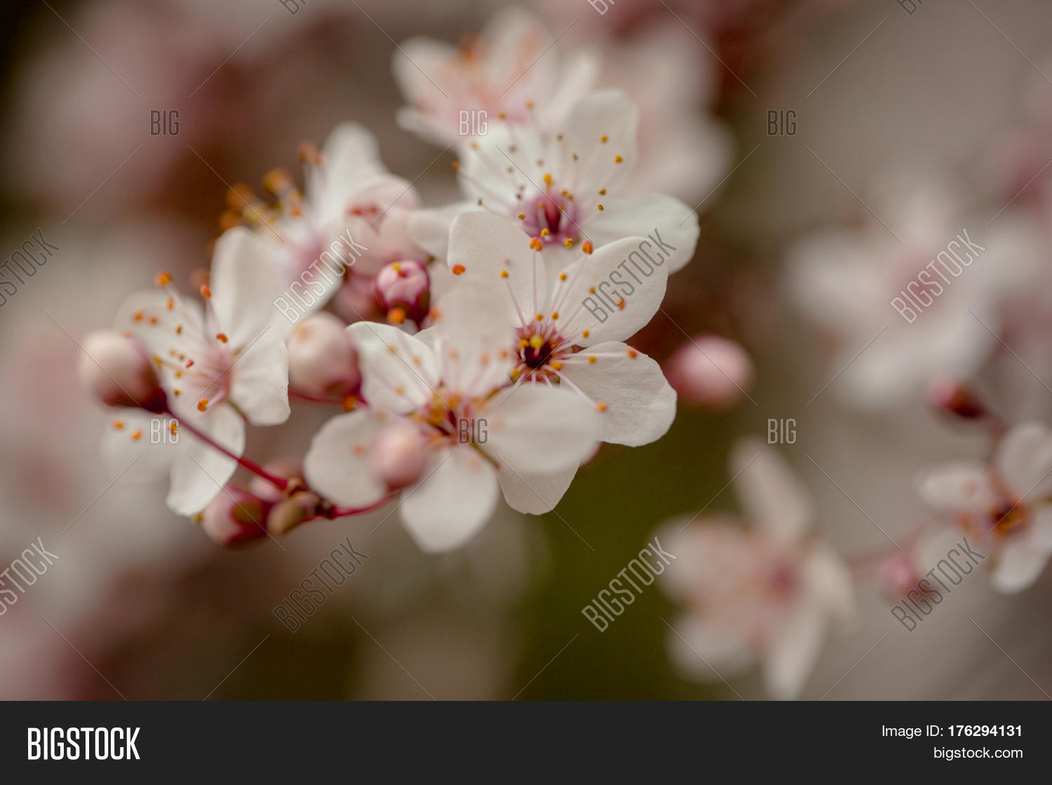 White Sakura Flower Image & Photo (Free Trial) | Bigstock