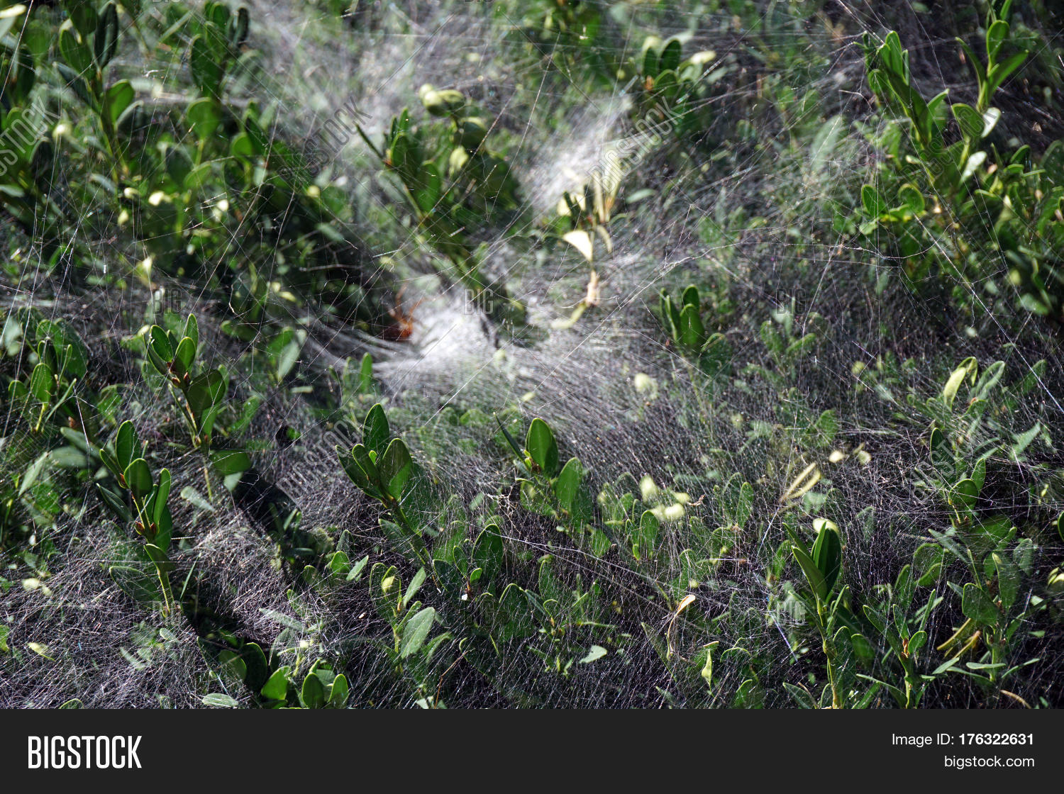 Spider Webs Cover Image & Photo (Free Trial) | Bigstock