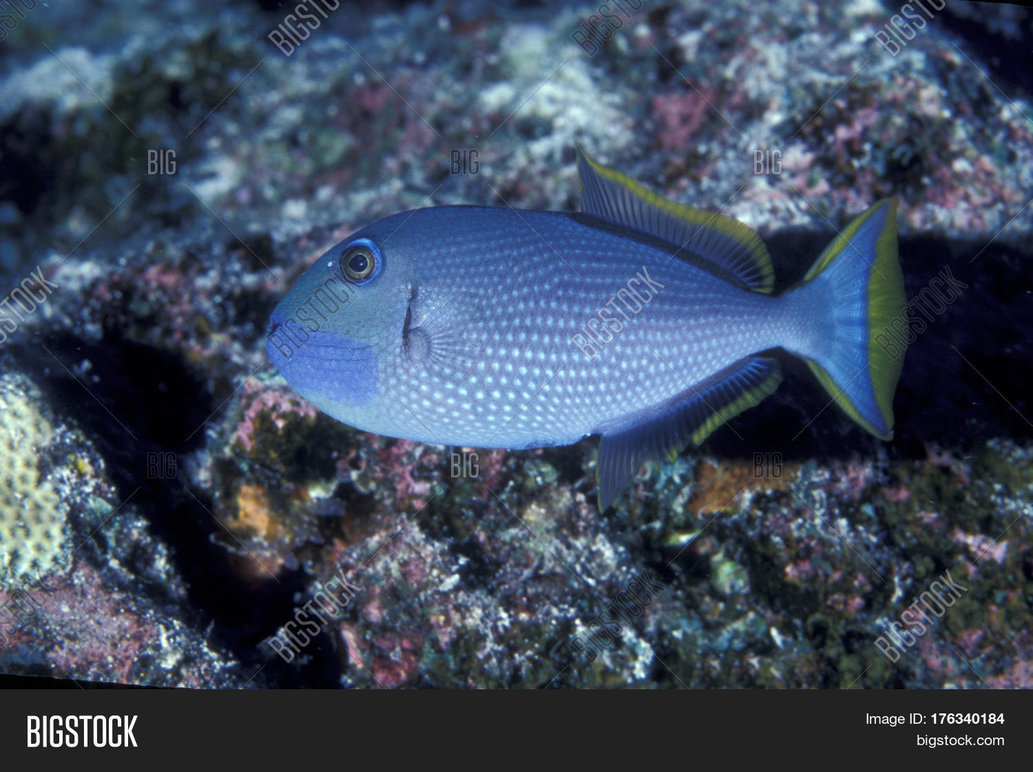 Crosshatch Triggerfish Image & Photo (Free Trial) | Bigstock