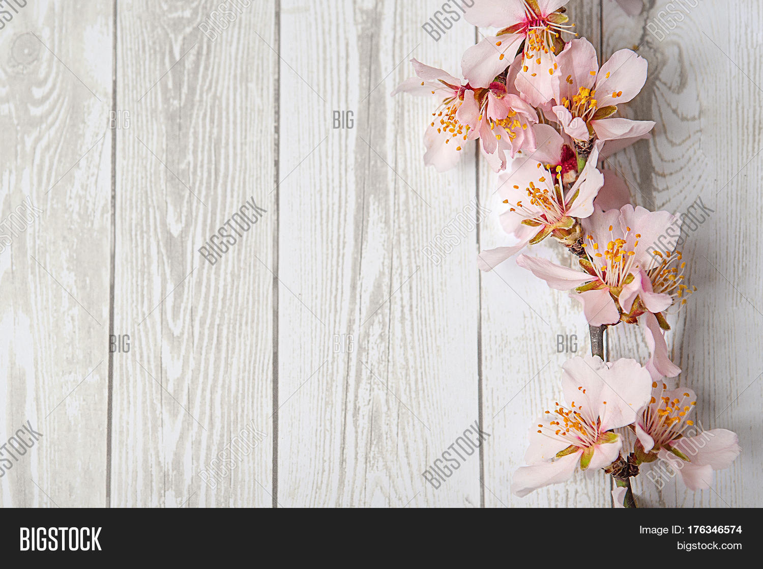 Spring Border Image & Photo (Free Trial) | Bigstock