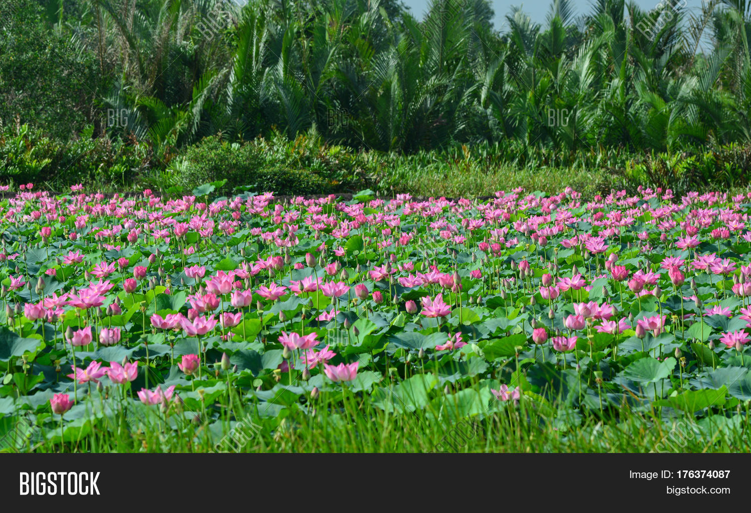 Landscape Lotus Flower Image & Photo (Free Trial) | Bigstock