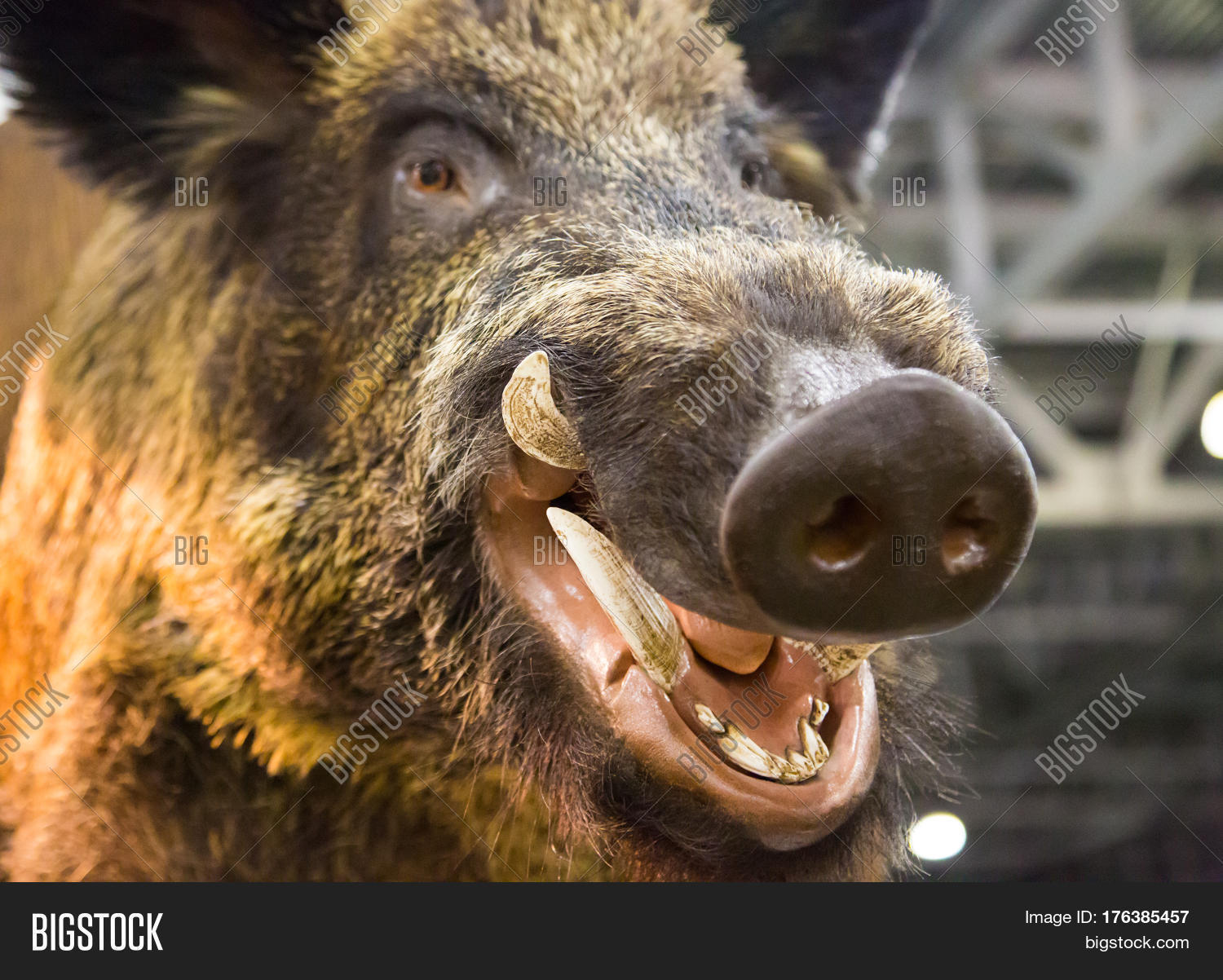 Wild Hogs Animal Teeth