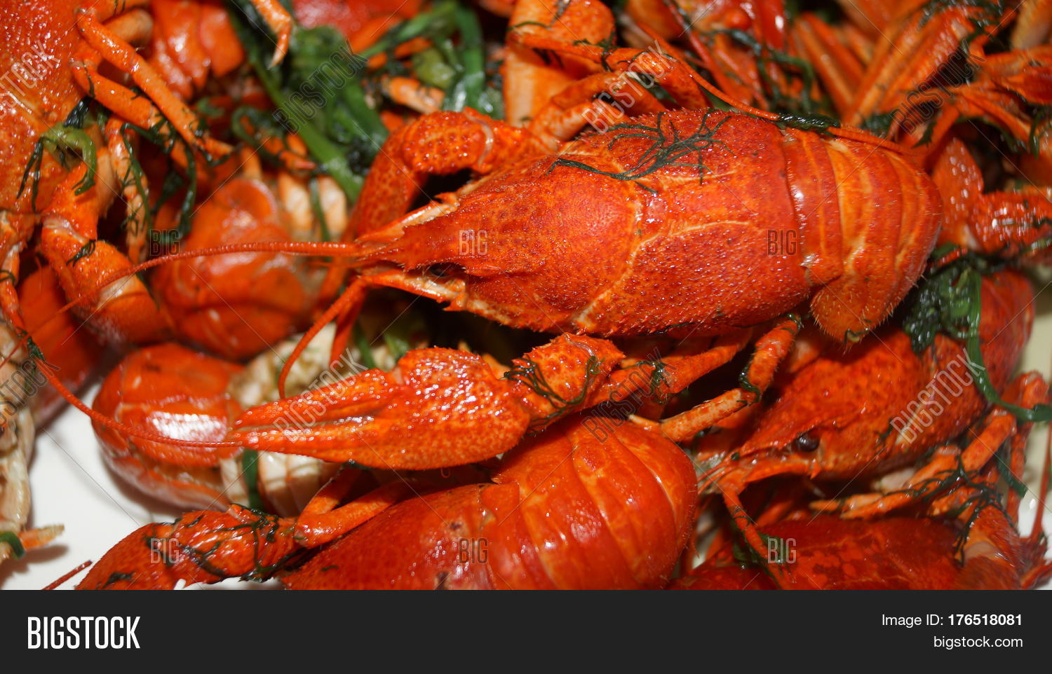 Boiled Cryfish On Dish Image & Photo (Free Trial) | Bigstock