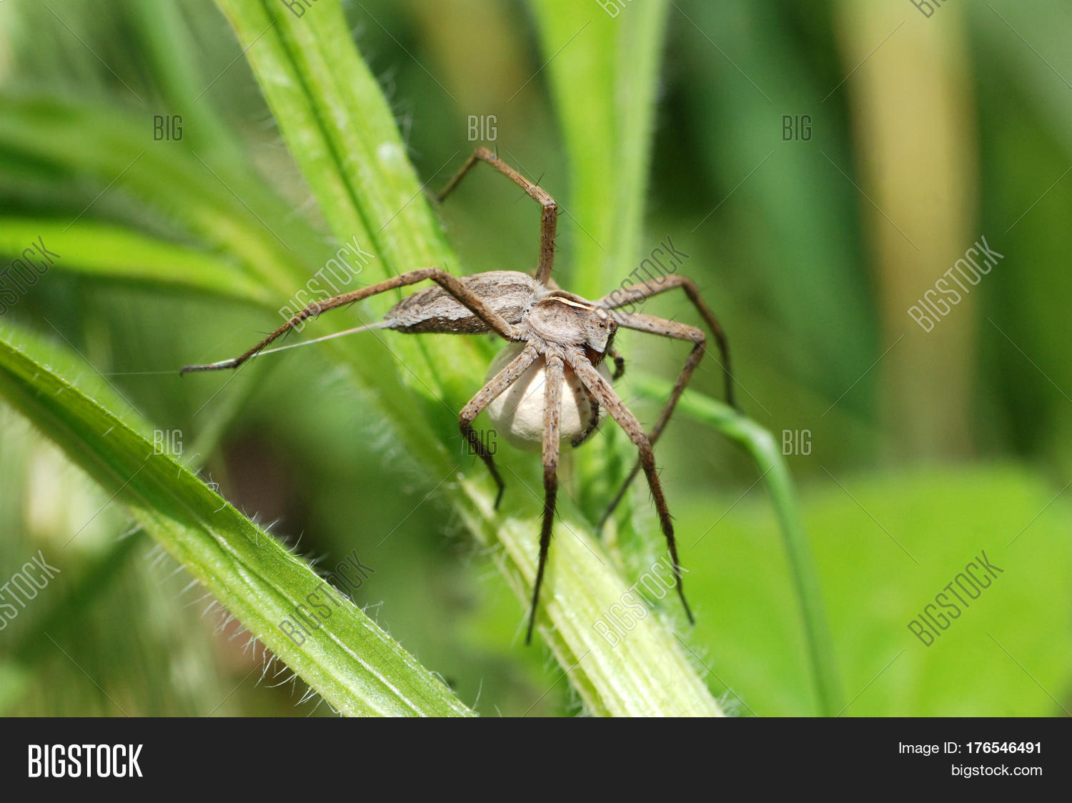 Female Wolf Spider Image & Photo (Free Trial) | Bigstock