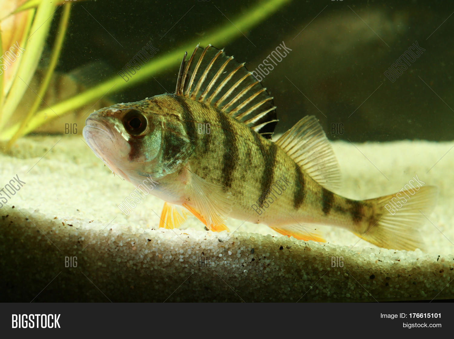 European Perch Perca Image & Photo (Free Trial) | Bigstock