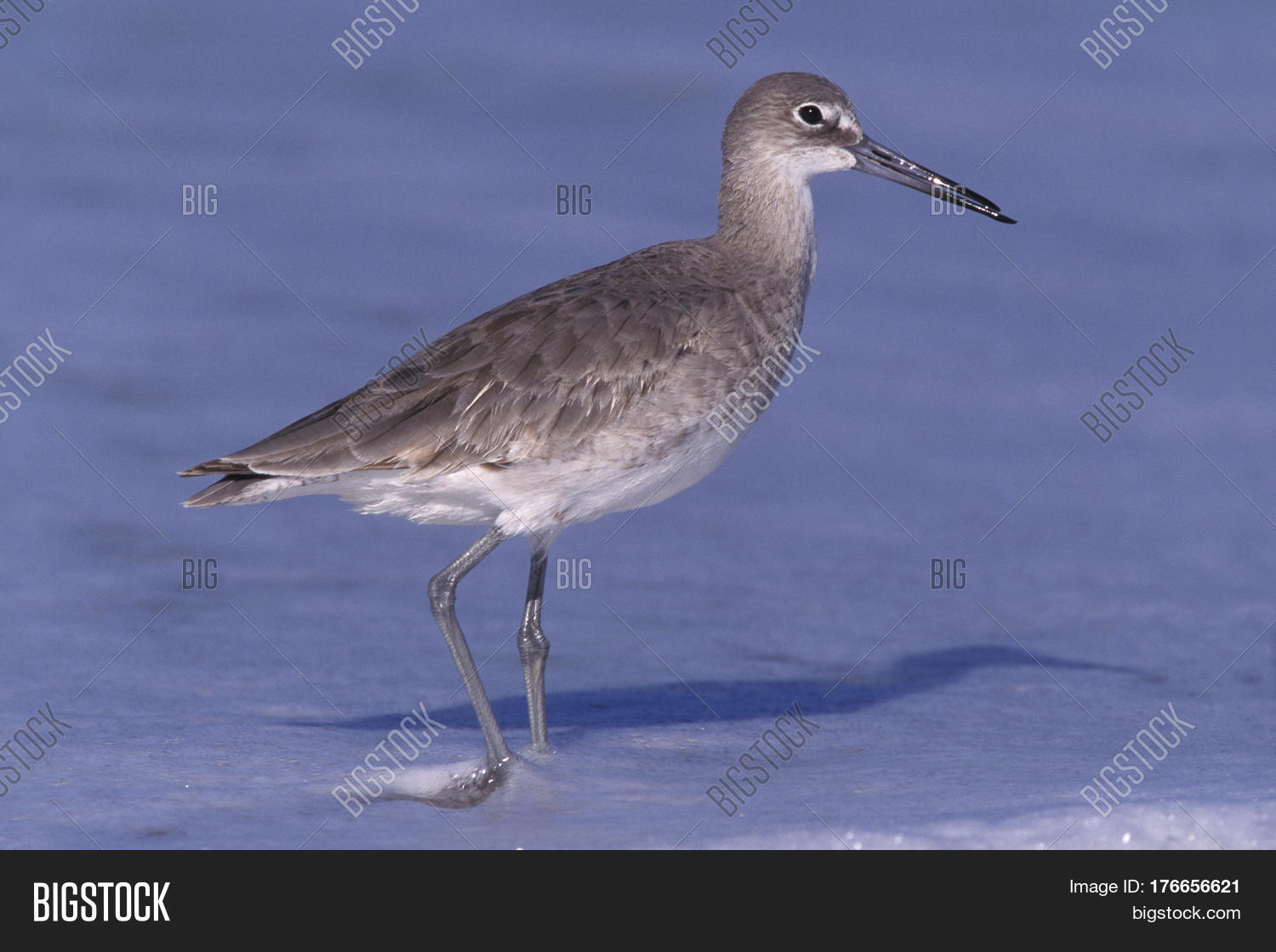 Willet, Tringa Image & Photo (Free Trial) | Bigstock